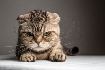 4 astuces pour se débarrasser de l'odeur d'urine de chat