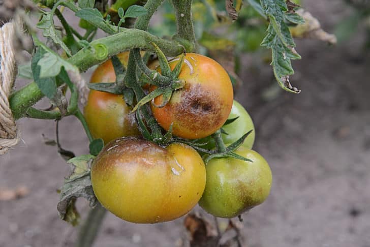 Mildiou : une recette naturelle surpuissante pour s'en débarrasser