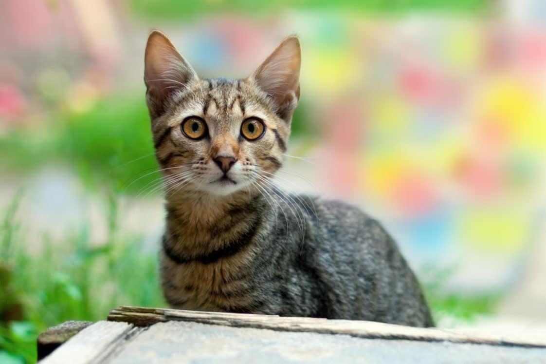 Voici 2 astuces pour retrouver plus vite votre chat perdu