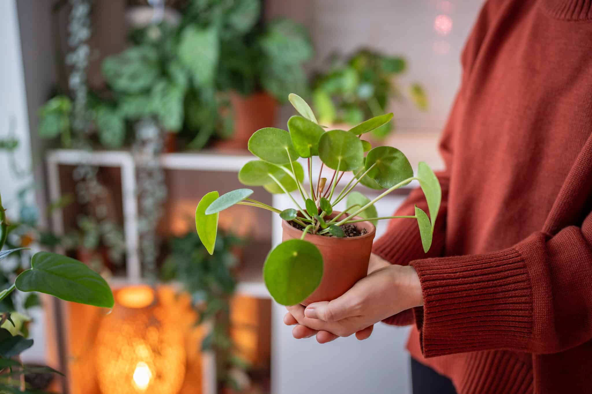 Ces plantes porte-bonheur à avoir absolument chez soi pour attirer la ...