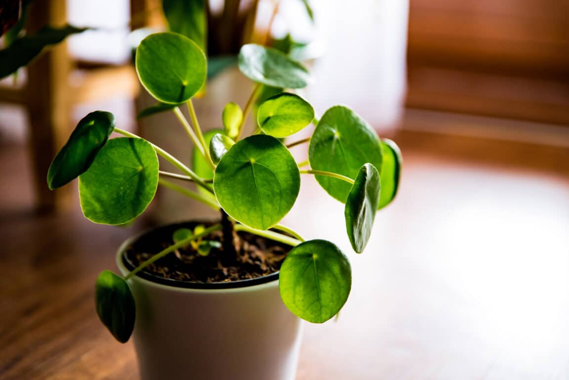 12 plantes porte-bonheur à avoir chez soi pour attirer la chance