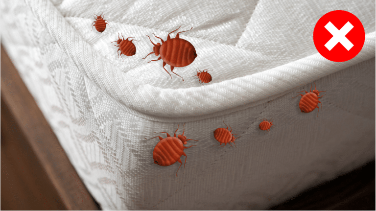 Punaise De Lit Matelas