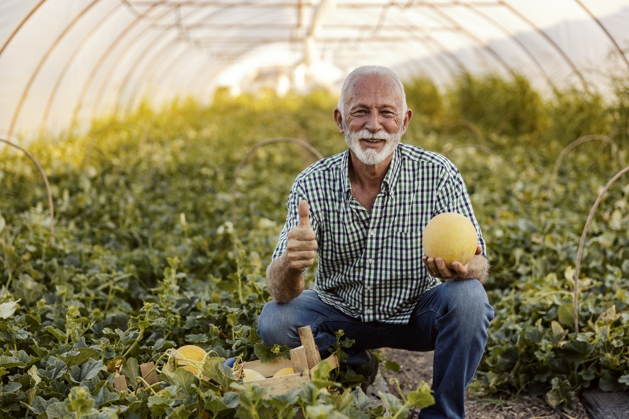 Comment un simple support sous les melons booste leur maturité et ...