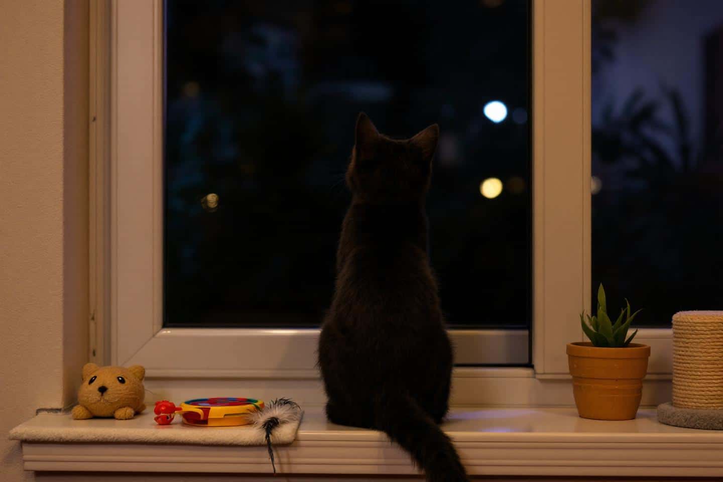 Votre chat passe ses soirées à miauler devant la fenêtre ? Astuces pour ...