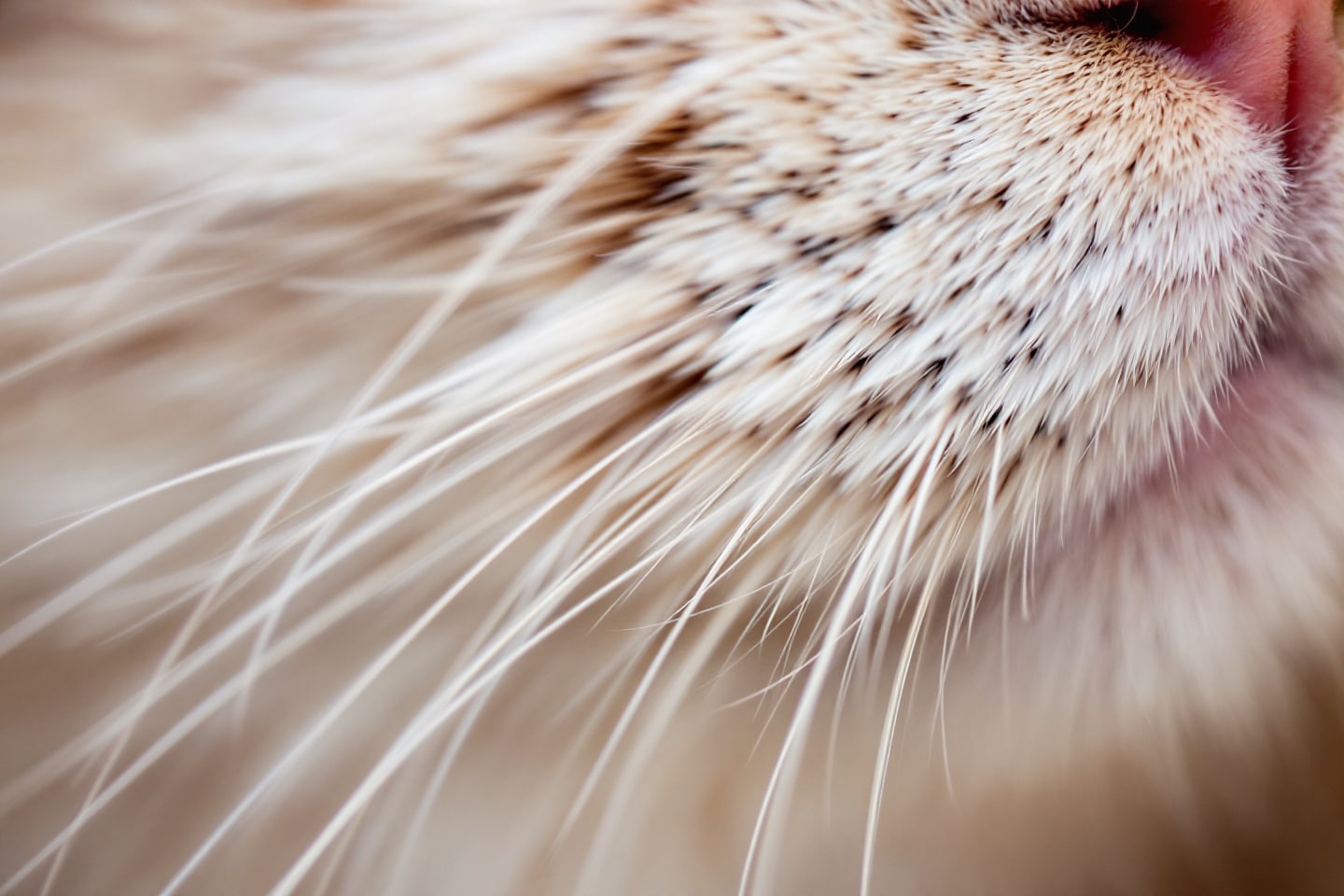 Pourquoi il ne faut jamais toucher aux moustaches de votre chat (et ...
