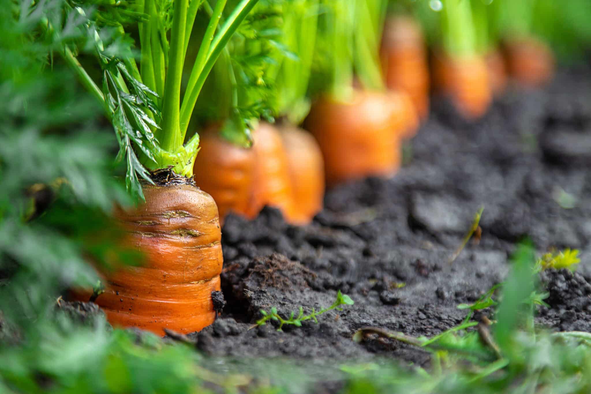 Planter ses carottes en novembre ? Oui, et c’est même plus simple qu’au ...